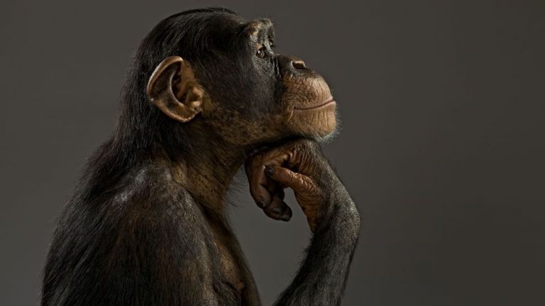 Smart Primates - Animal Lovers Worldwide